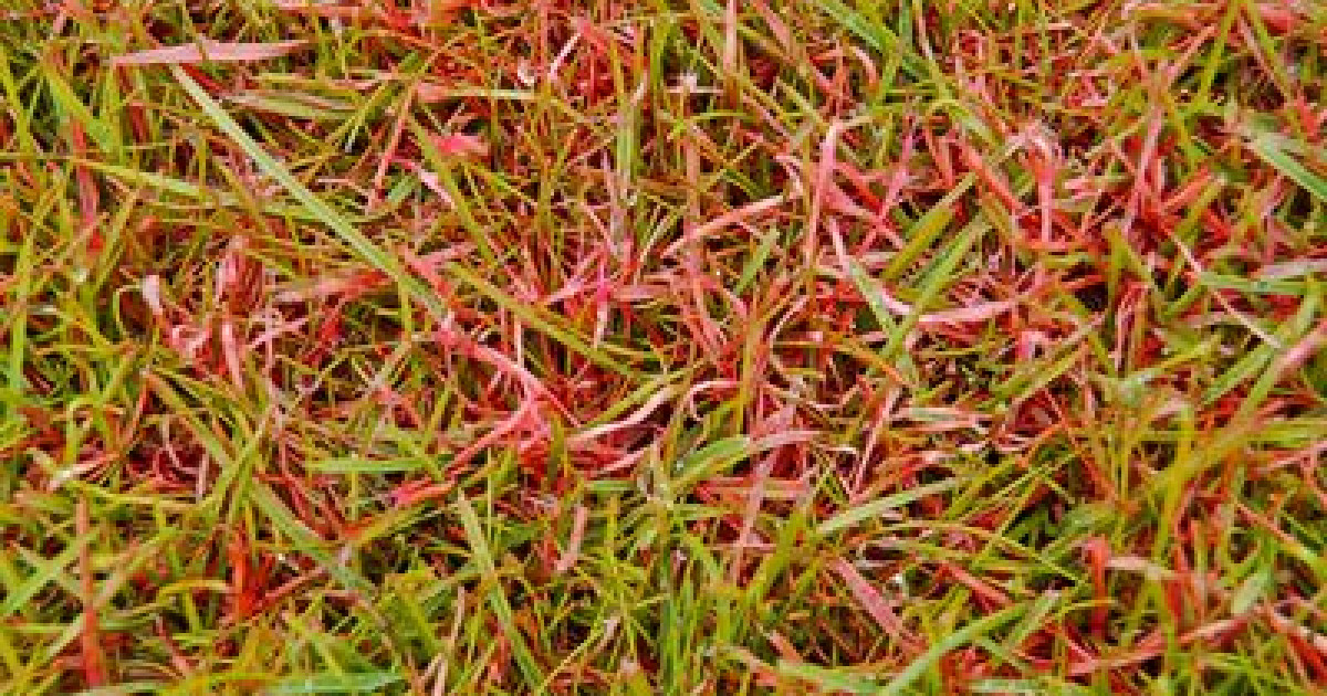 Rooddraad in het gras - Rooddraadschimmel in het gazon behandelen